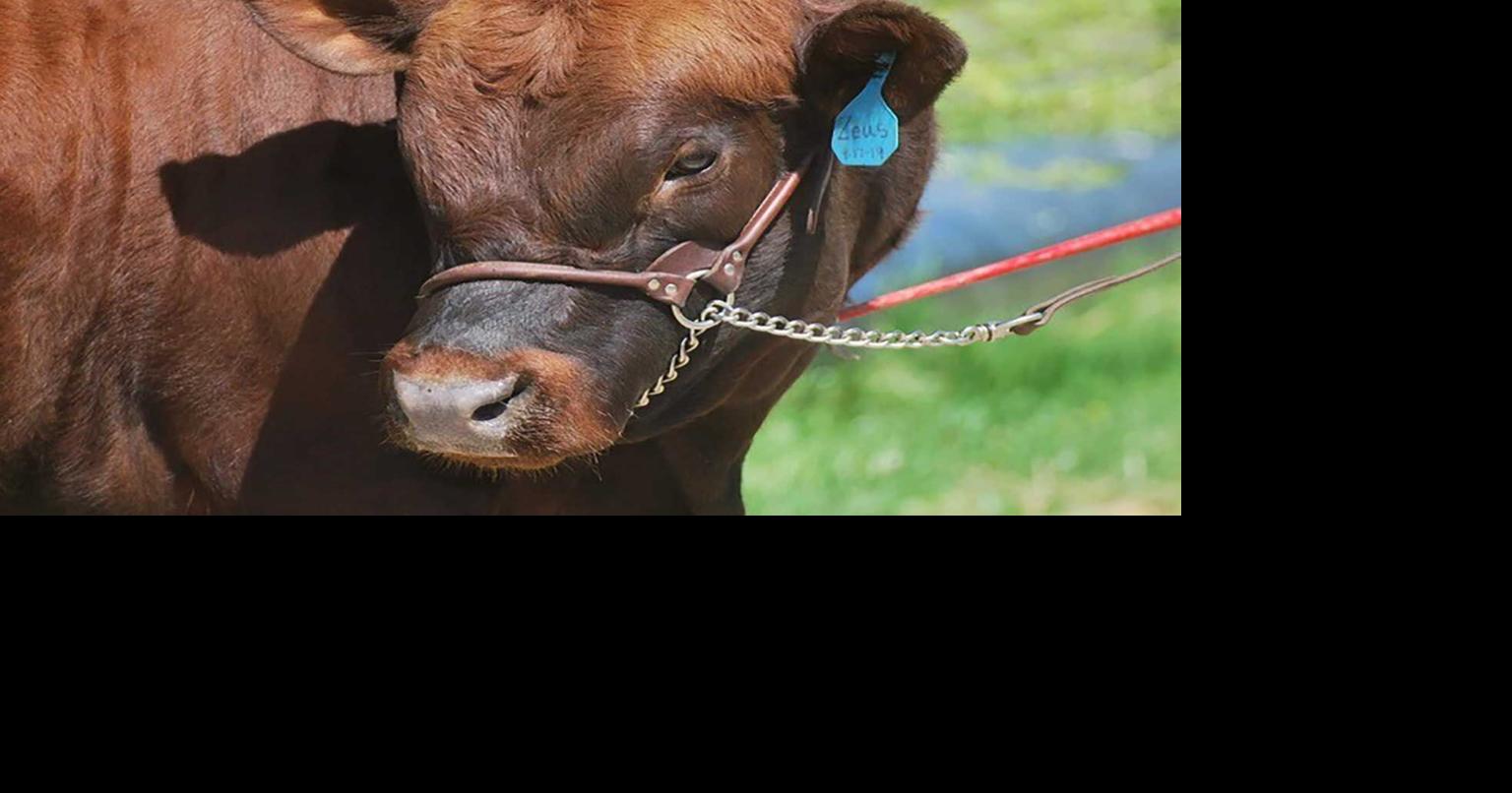 Uncommon Irish Dexter cattle breed offers benefits