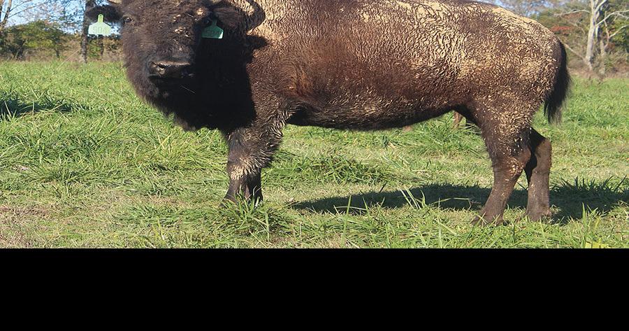 Bison meat a nutritional, flavorful protein choice