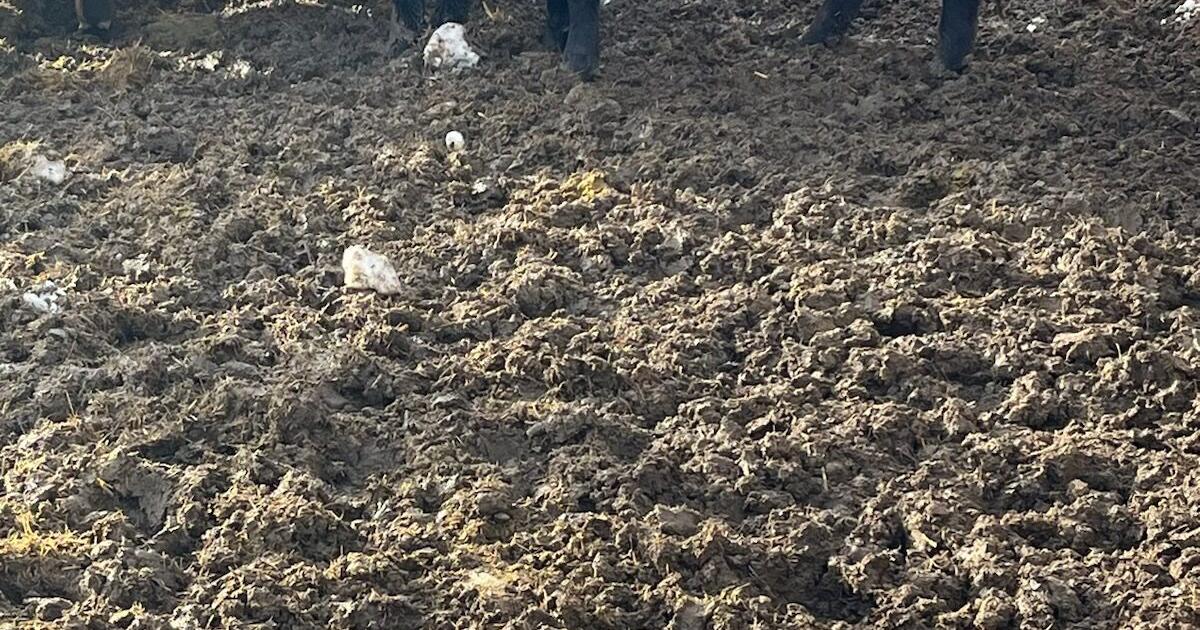 Tim Brunner counting down the days until spring calving