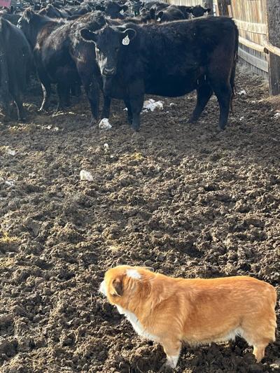 Tim Brunner counting down the days until spring calving
