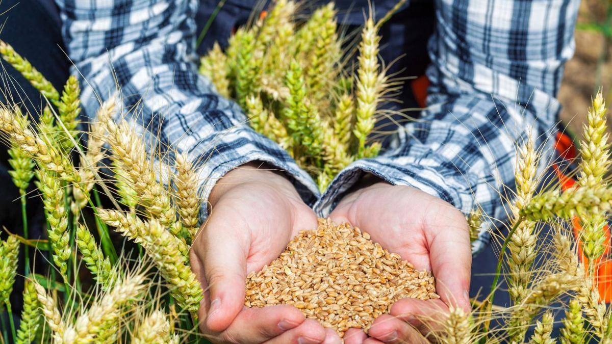 Webinar explores steps to rebuilding a regional grain chain