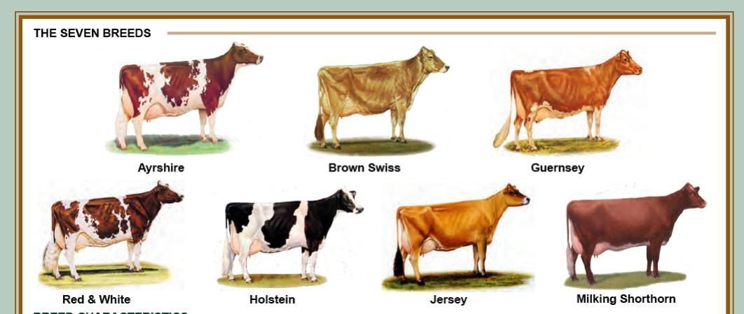 Dairy Cattle Breeds