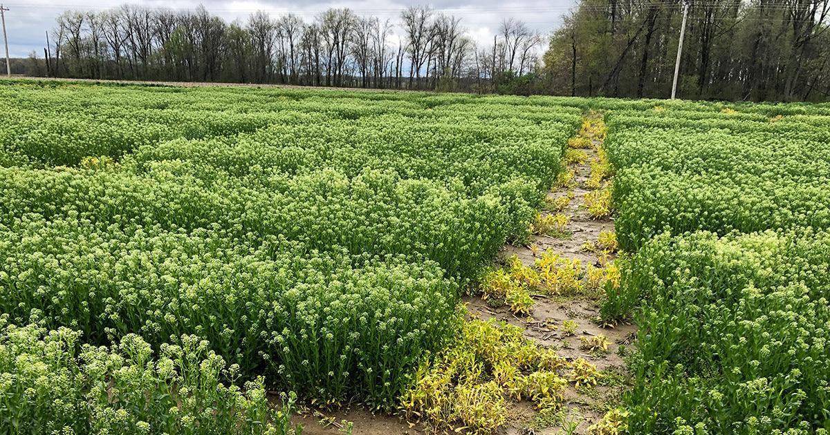 Emerging crops diversify acres in the Midwest