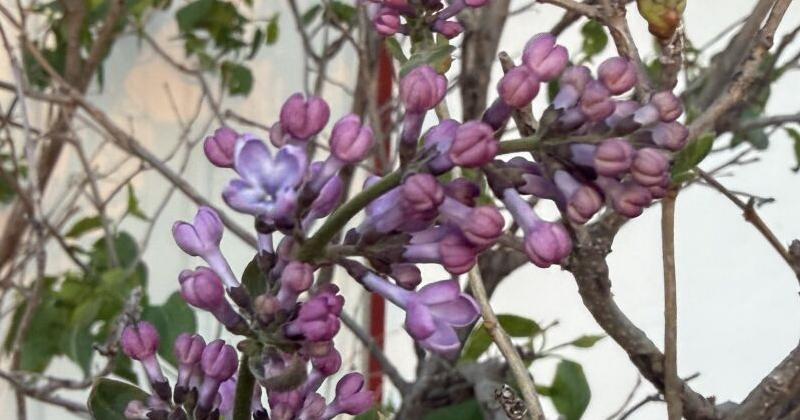 Slowing down in the rush of spring