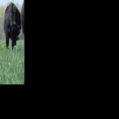 Fall grazing small grains