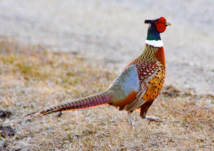 ringneck pheasant hatching time