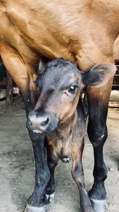 The unlucky bucket calf