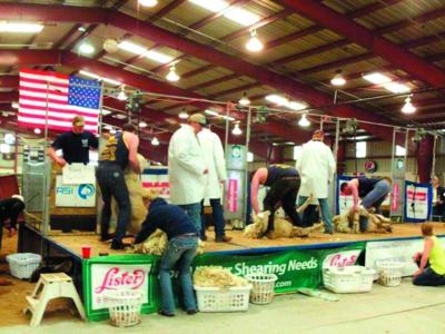 Shearers from around world compete at Bucking Horse sheep shearing ...