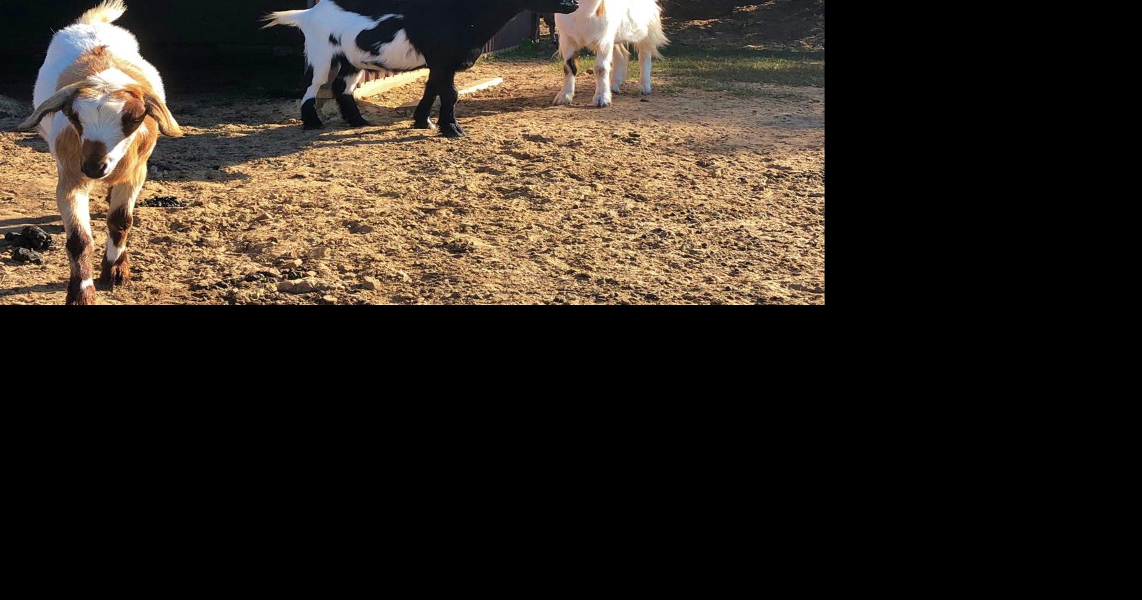 4S Goat expo set for late September