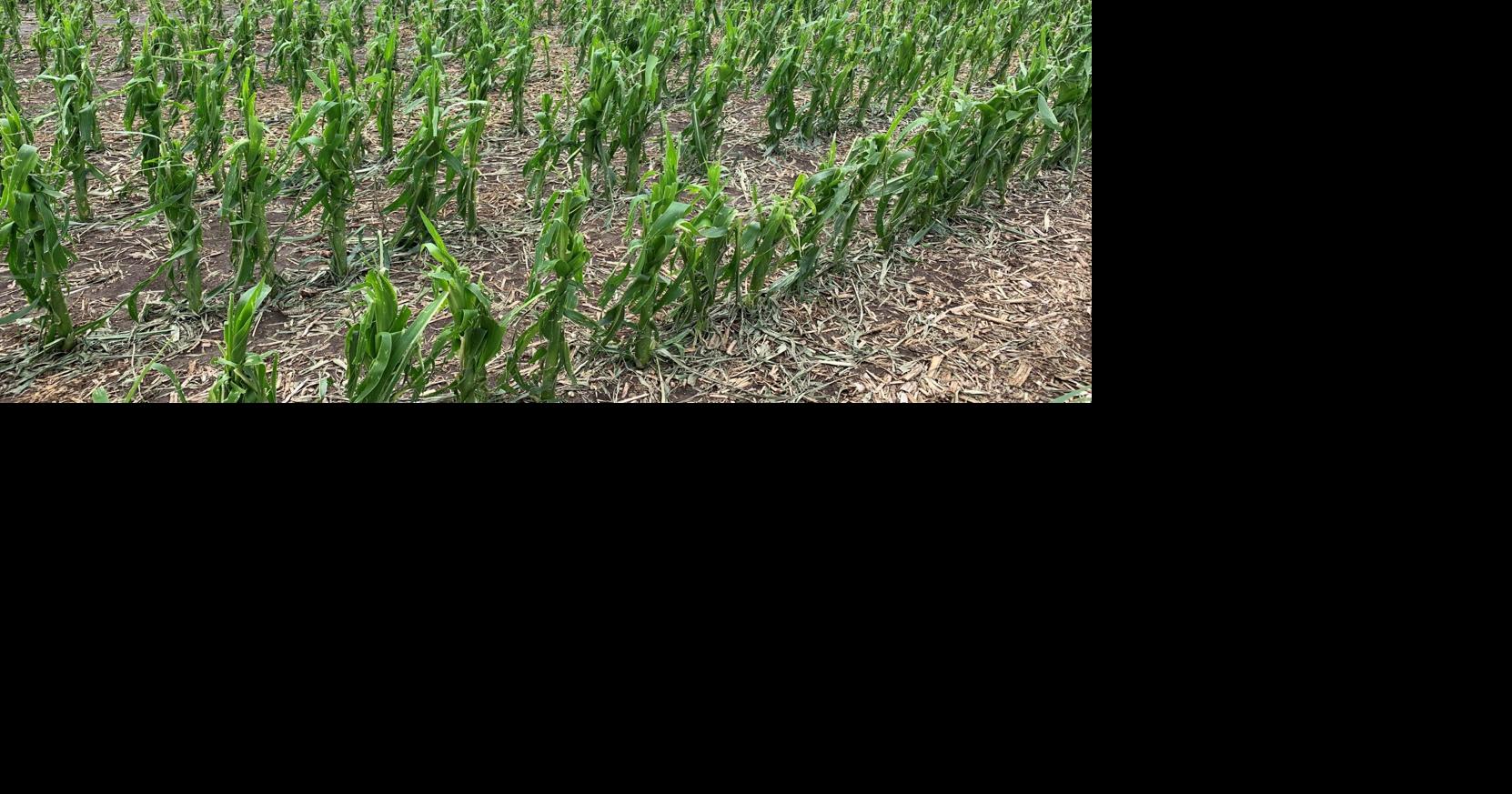 Decisions after wind, hail damage to crops