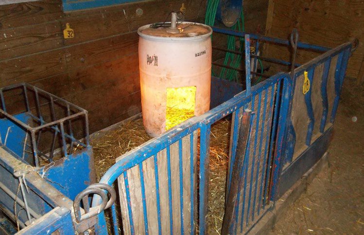 Increase lamb crop by reducing lamb loss