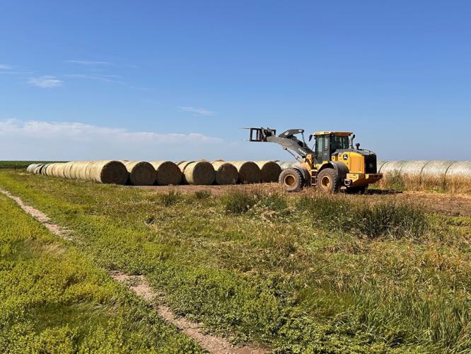 Crops progress rapidly in plentiful rain