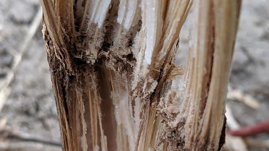 Corn plants exhibiting symptoms of top dieback, stalk rot