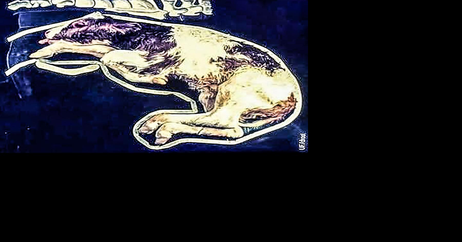 breech presentation in cattle