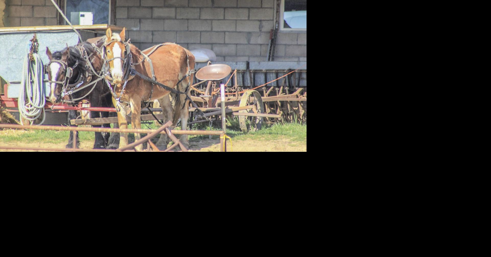 Amish plow in yard