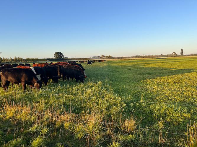 Inside the lines: Virtual fence shows potential for livestock producers