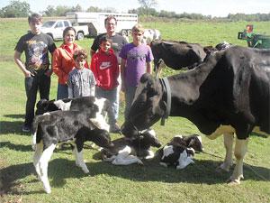 Gilman cow produces triplets, quadruplets in one year