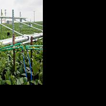 Some crops tolerate ozone pollution better than others