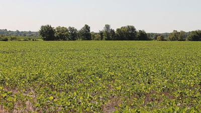 Research looks into maximizing returns from double crop