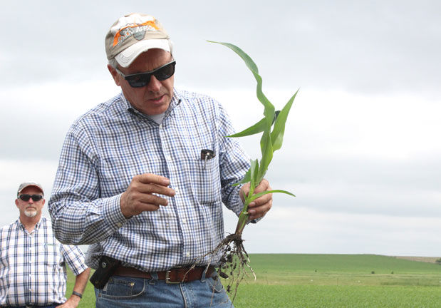 Signs of soil health