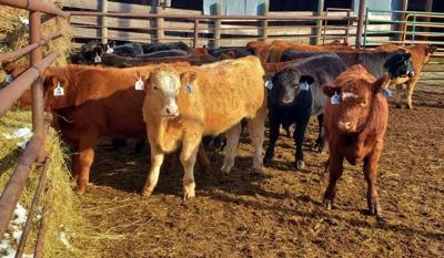 SDSU Extension to host webinar on backgrounding calves