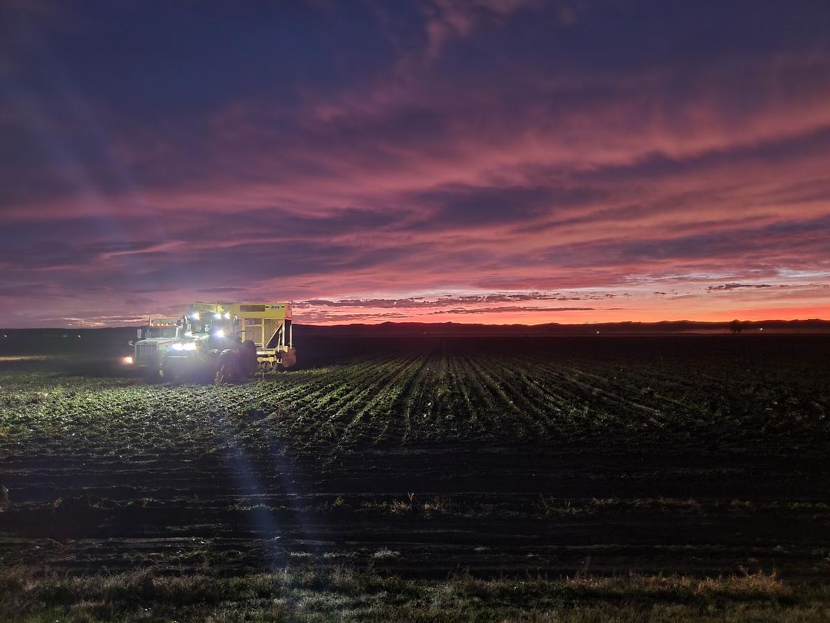 Uffelman beet harvest produces good yields, sugar