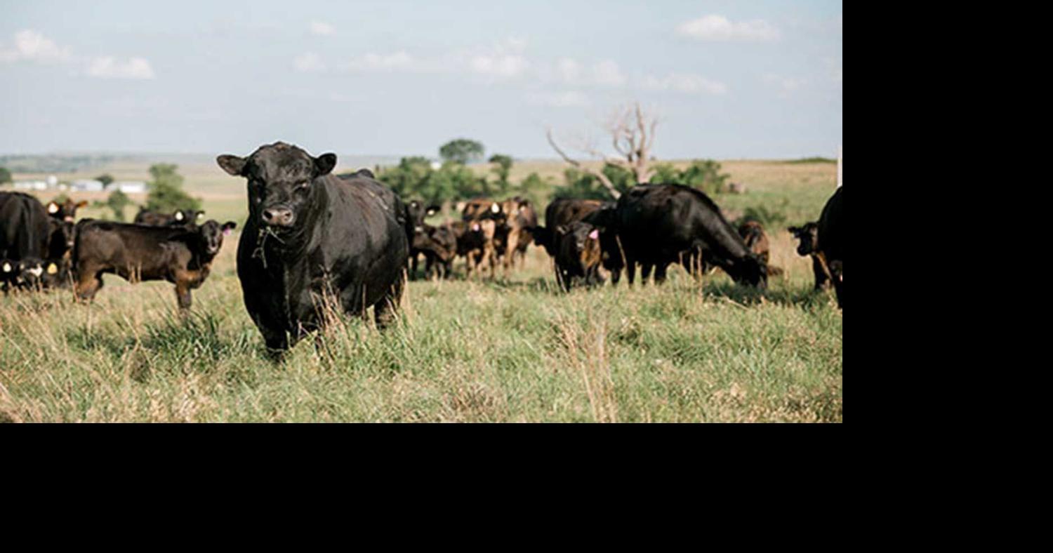 Use spring months to prep bulls for breeding