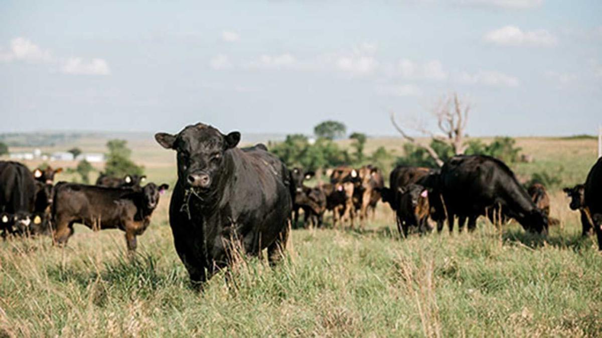Use spring months to prep bulls for breeding