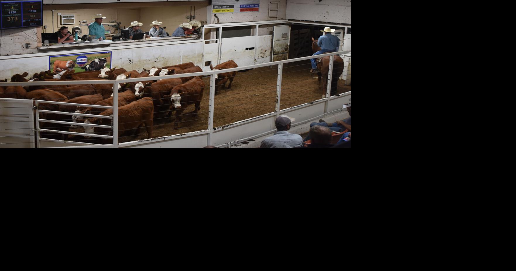 Consider buying cows now before prices increase