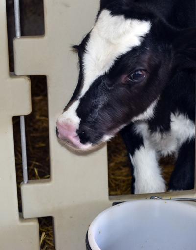 Calving kit essentials