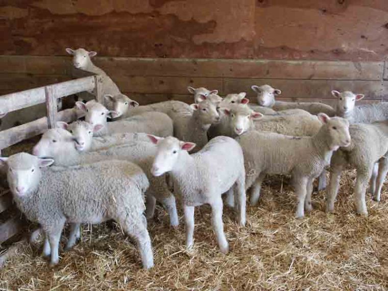 Sheep genome reveals secrets of wool and forage digestion