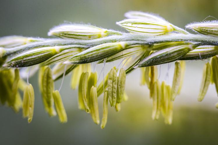Corn Agronomy – by an agronomist, about corn