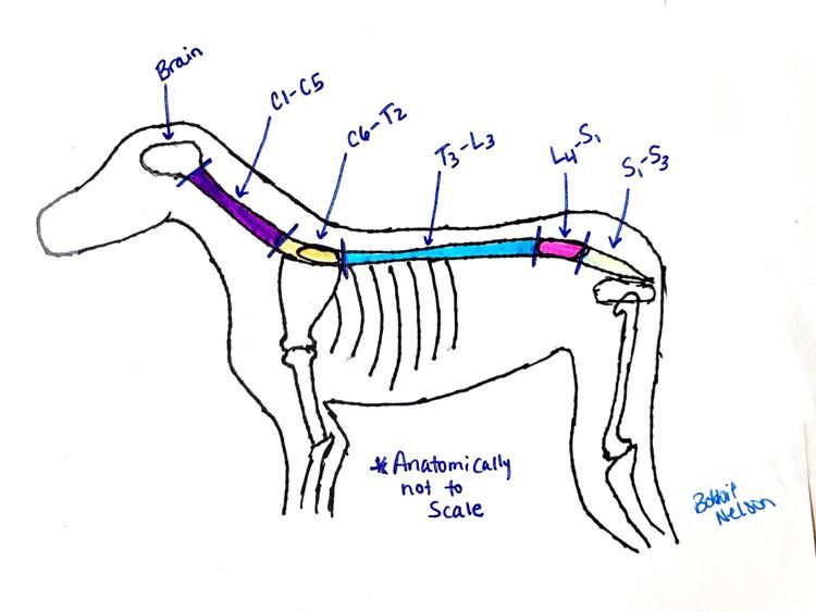 Handling spinal cord injuries, lesions in cattle