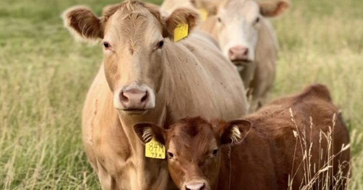 Cash in on calf crop
