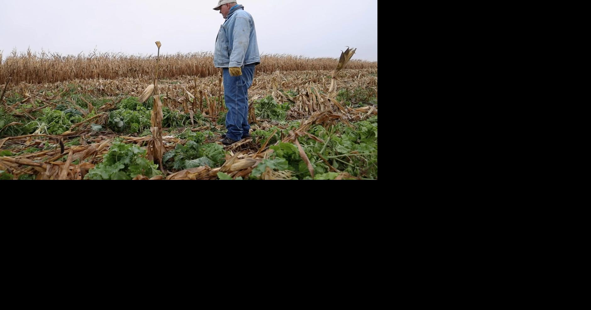 What to know about using failed crops as forage