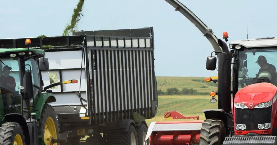 Beware forage risk with elevated ash