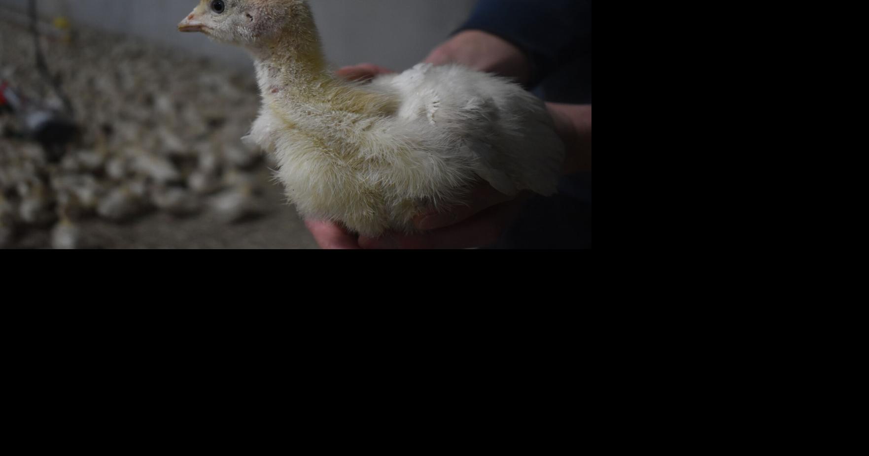‘It’s a disaster’: South Dakota poultry producers deal with impact of ...