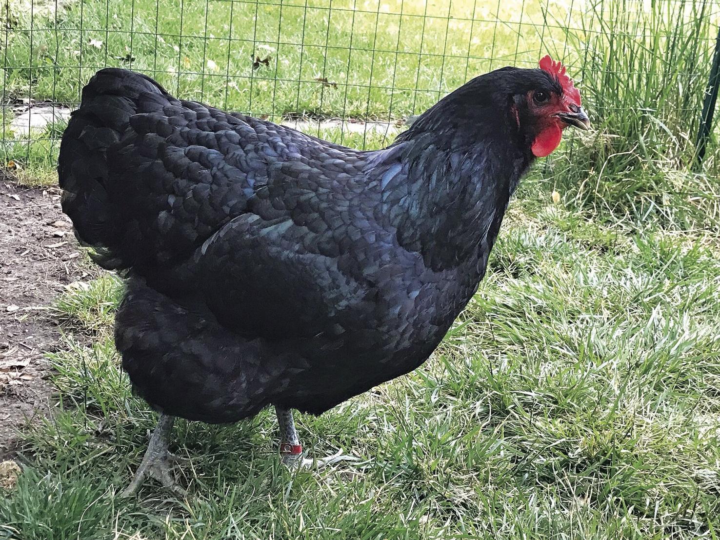 Jersey Giants: U.S. breed is the gentle giant of the chicken world