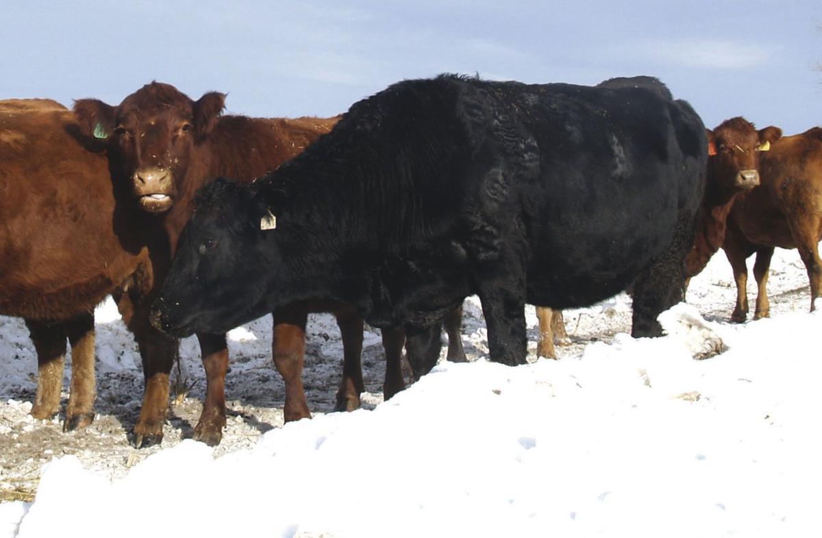 Cattle futures, beef prices soar after blizzard clobbers Midwest