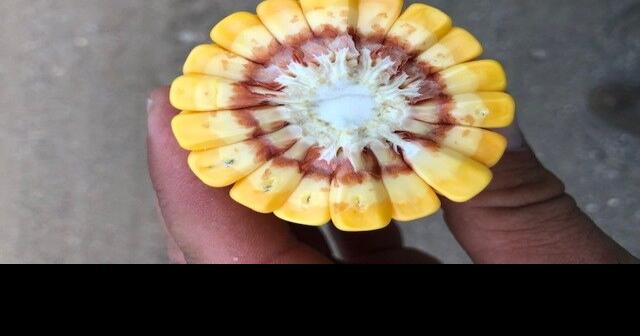 Crop Watcher: Dry weather could cost growers top yields