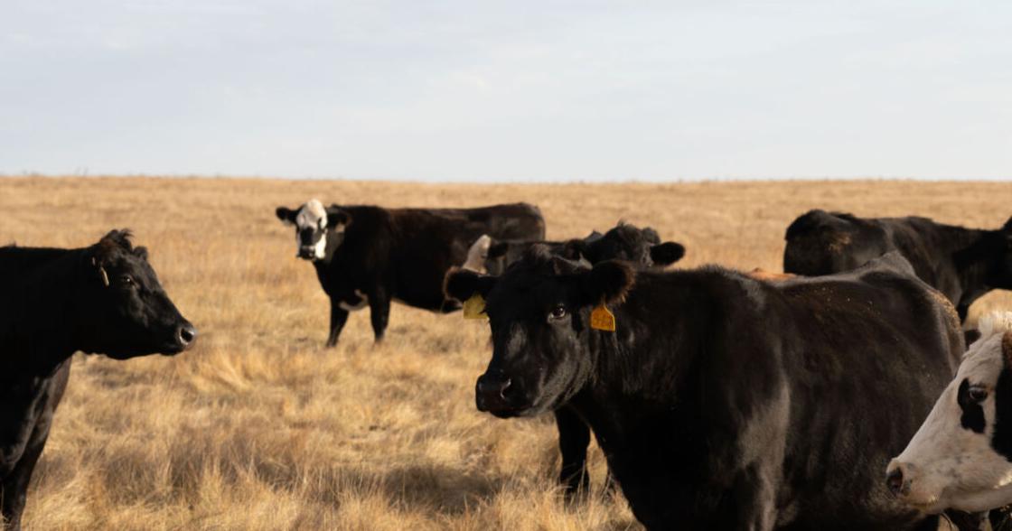 Run numbers on deworming program