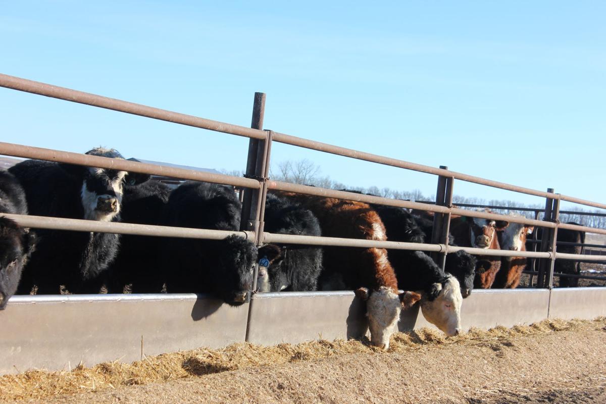 Calf backgrounding opportunities look favorable this year