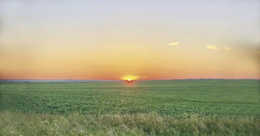 Jorgensens spray peas/canola, look ahead to spraying durum