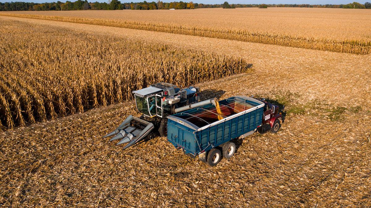 FIRST corn shows consistent yields outside extreme weather zones