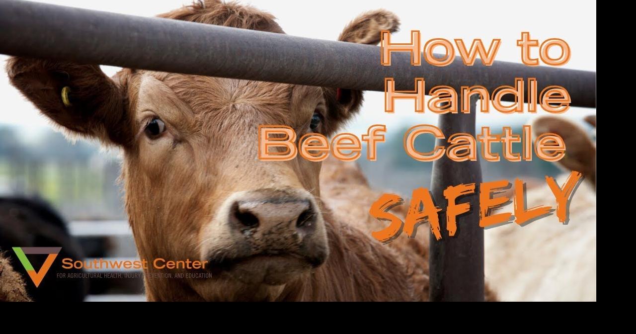How To Work Cattle | Cattle Handling Tips