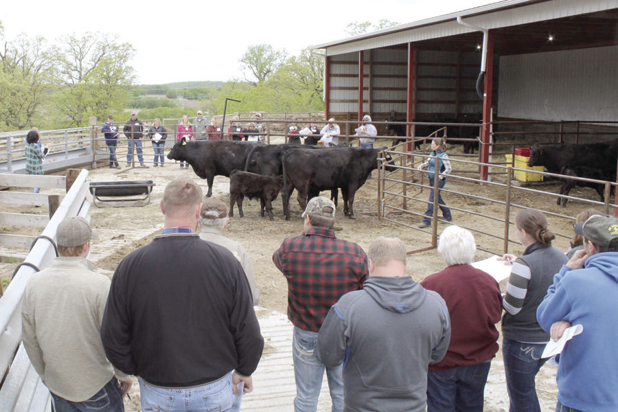 Consider udder condition before buying, selling females
