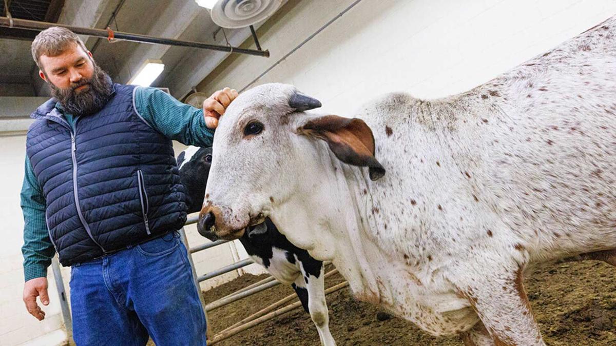 Gene-edited calf shows resistance to BVDV