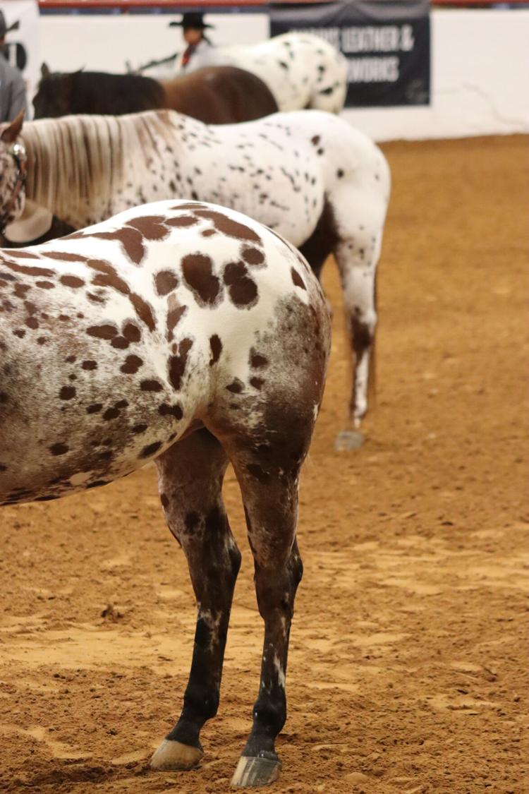 Appaloosas: Spotted horses with a place in history