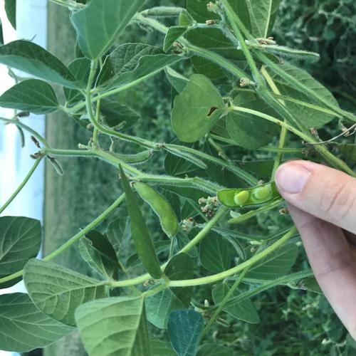 Soybean pod counts below normal in northern South Dakota