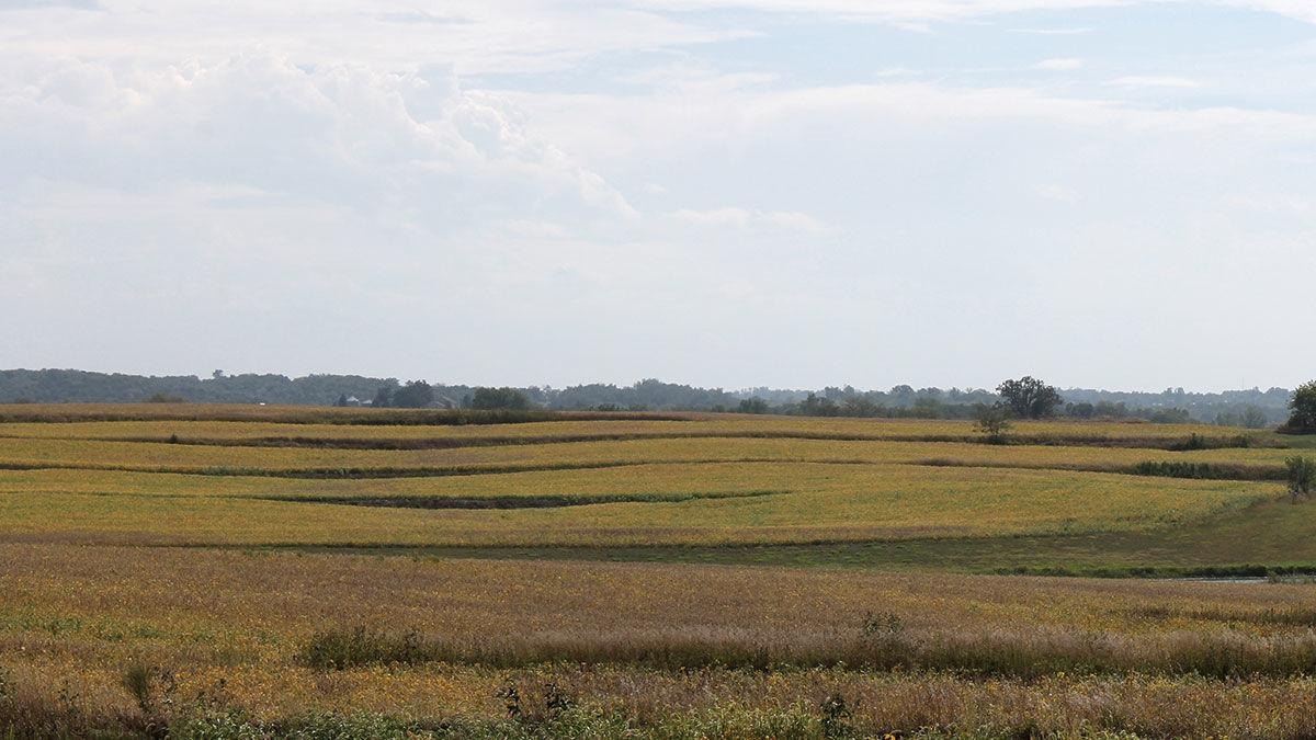 Iowa scientists study how prairie strips affect soil health